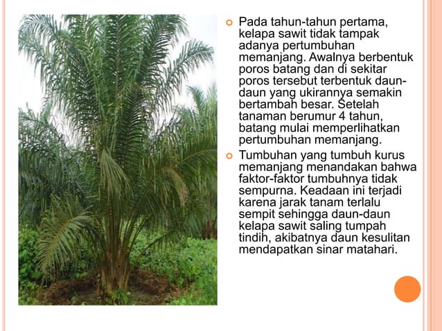 Bunga sawit | PPT | Free Download