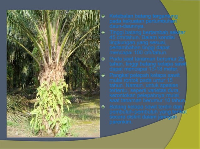 Bunga sawit | PPT