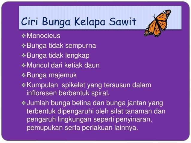 Begini Gambar Bunga Jantan Kelapa Sawit Terpopuler - Informasi Seputar ...