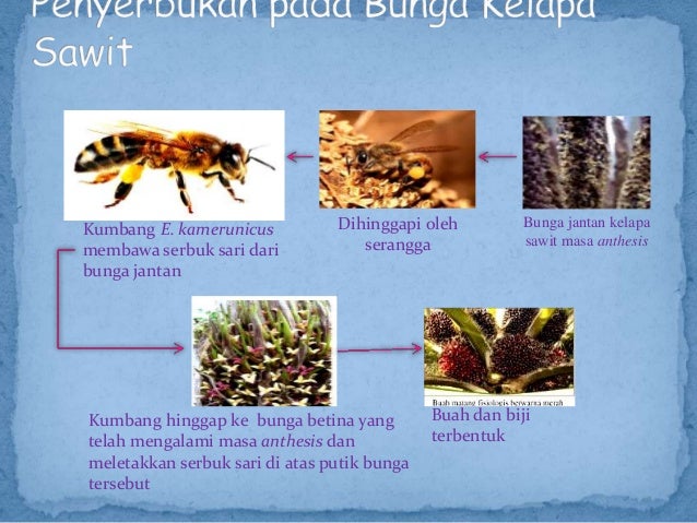 29+ Gambar Bunga Jantan Dan Betina Kelapa Sawit Super Keren - Informasi ...
