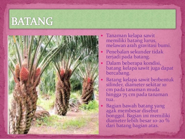 29+ Gambar Bunga Jantan Dan Betina Kelapa Sawit Super Keren - Informasi ...