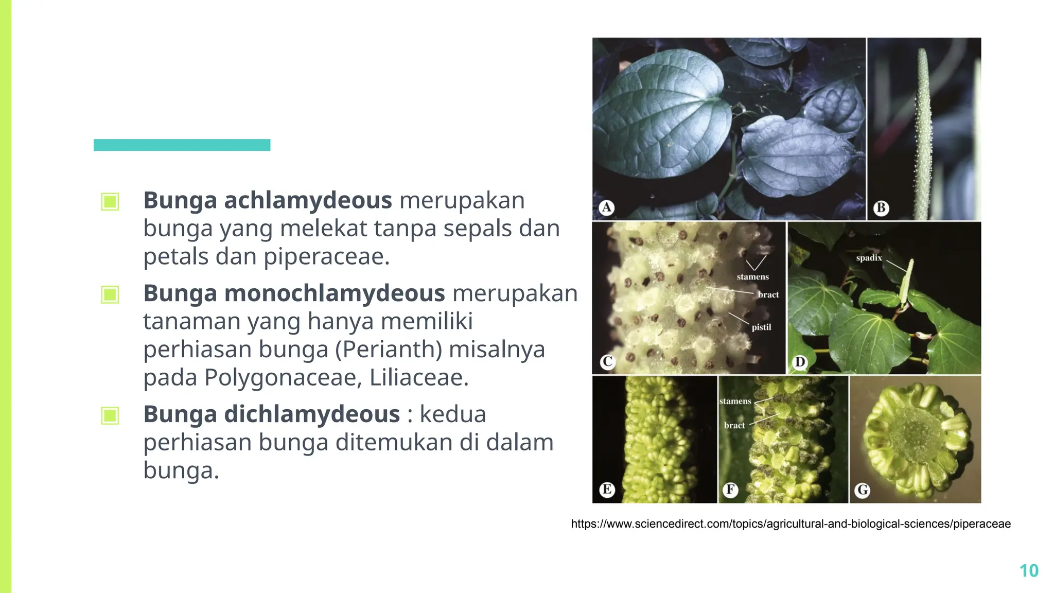 bagian-bagian bunga secara umum atau morfologi | PPTX