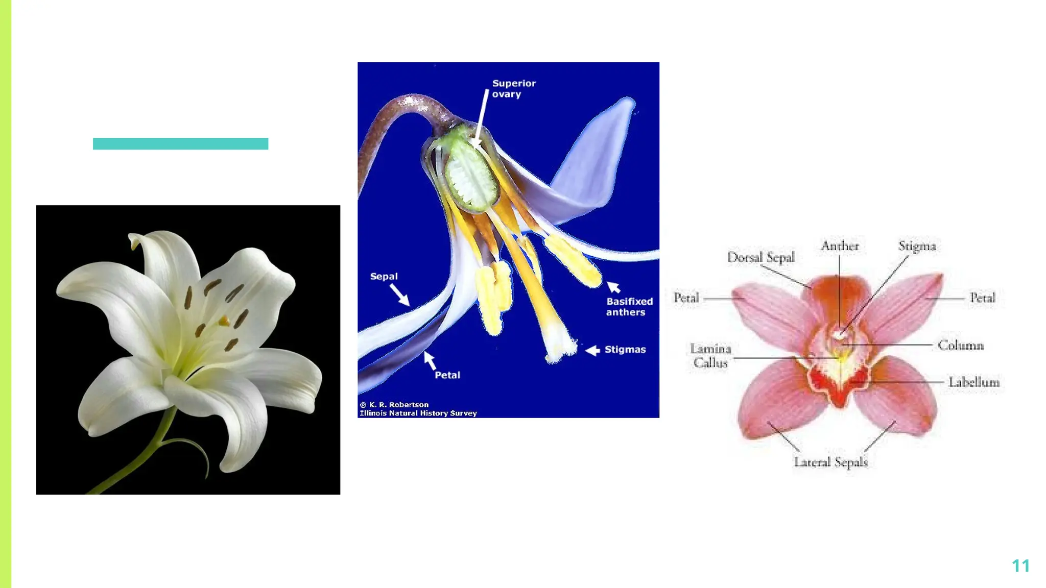 bagian-bagian bunga secara umum atau morfologi | PPTX