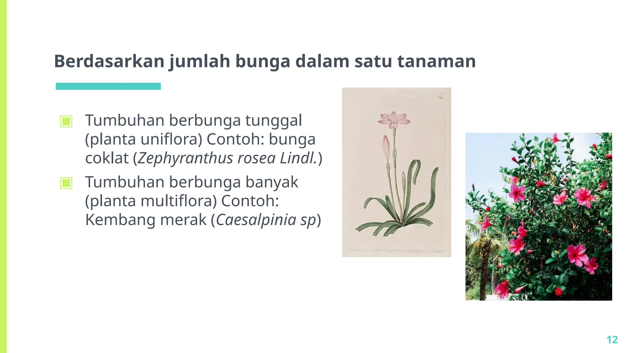 bagian-bagian bunga secara umum atau morfologi | PPTX