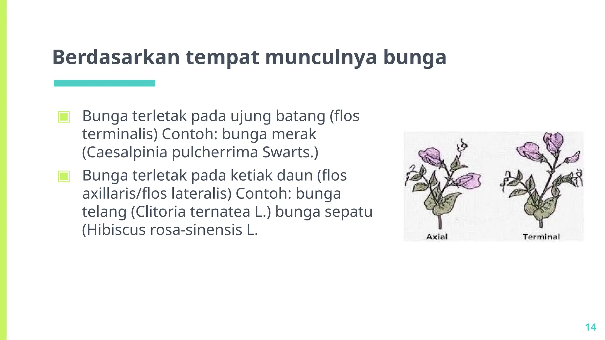 bagian-bagian bunga secara umum atau morfologi | PPTX