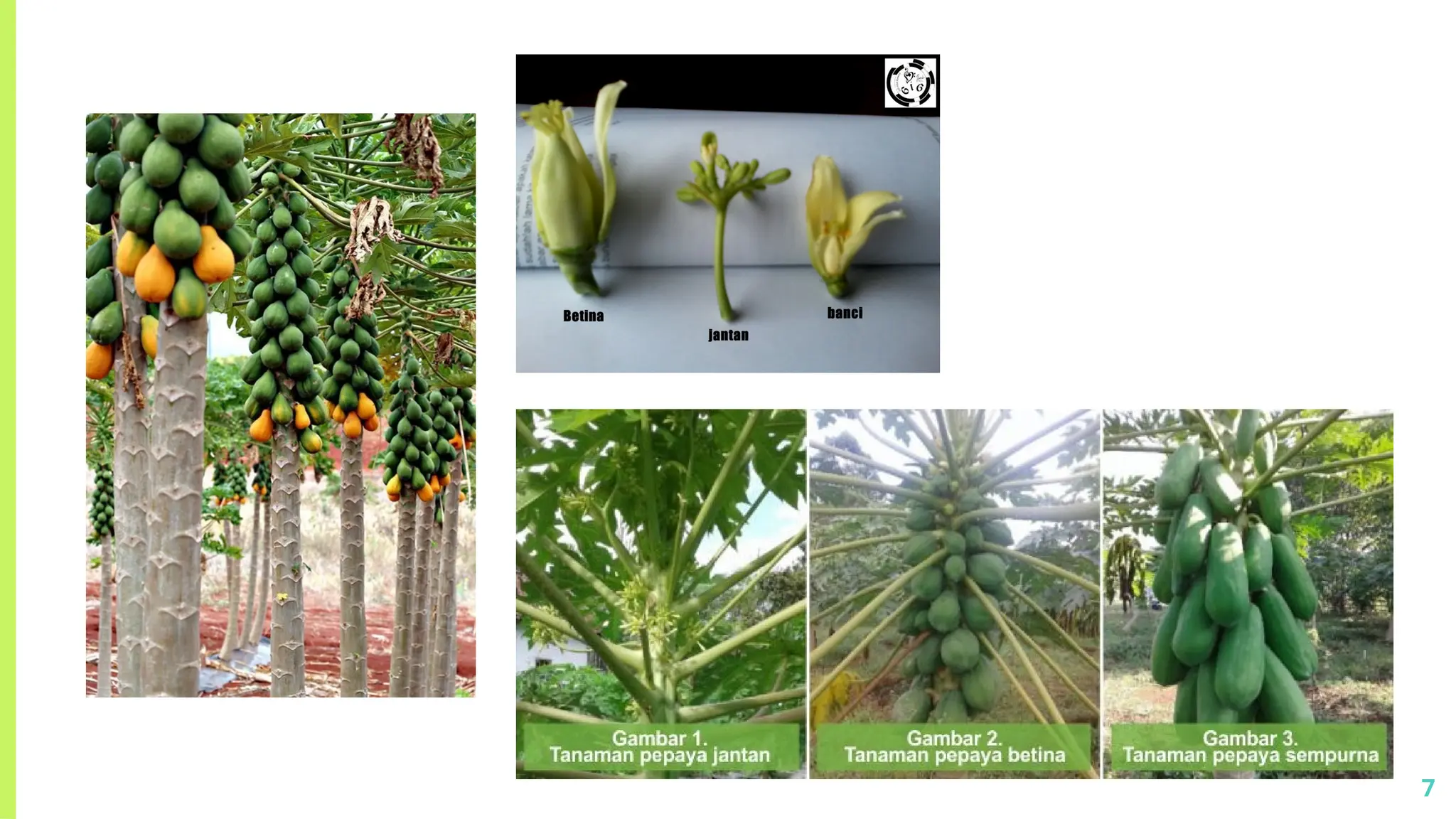 bagian-bagian bunga secara umum atau morfologi | PPTX