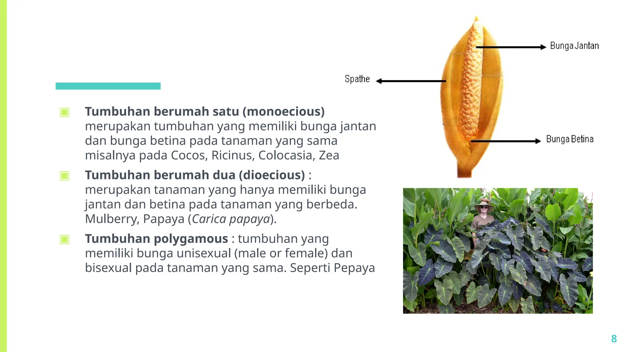 bagian-bagian bunga secara umum atau morfologi | PPTX