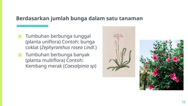 bagian-bagian bunga secara umum atau morfologi | PPTX