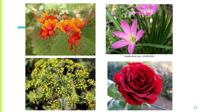 bagian-bagian bunga secara umum atau morfologi | PPTX