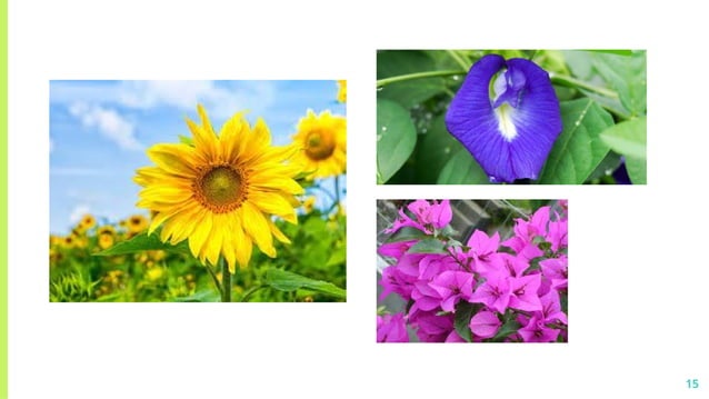 bagian-bagian bunga secara umum atau morfologi | PPTX