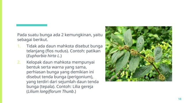 bagian-bagian bunga secara umum atau morfologi | PPTX