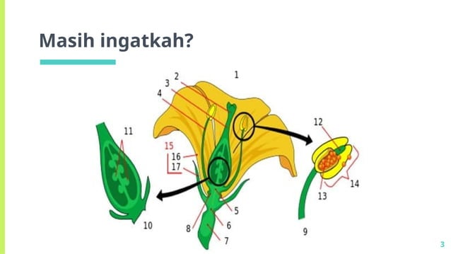 bagian-bagian bunga secara umum atau morfologi | PPTX