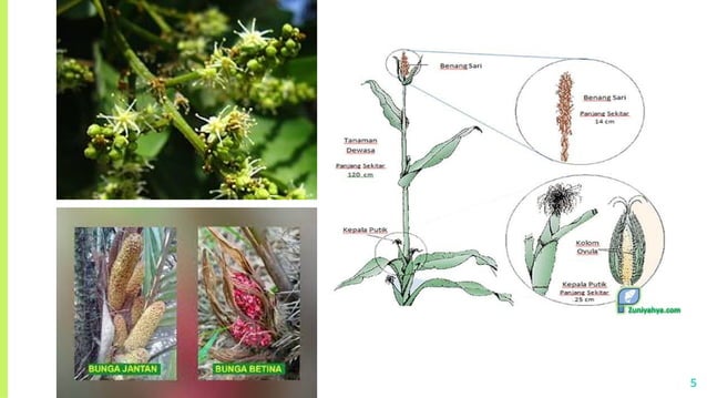 bagian-bagian bunga secara umum atau morfologi | PPTX