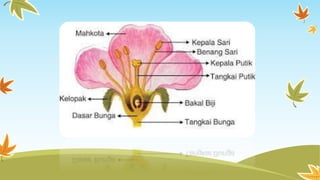 Bunga sempurna | PPTX