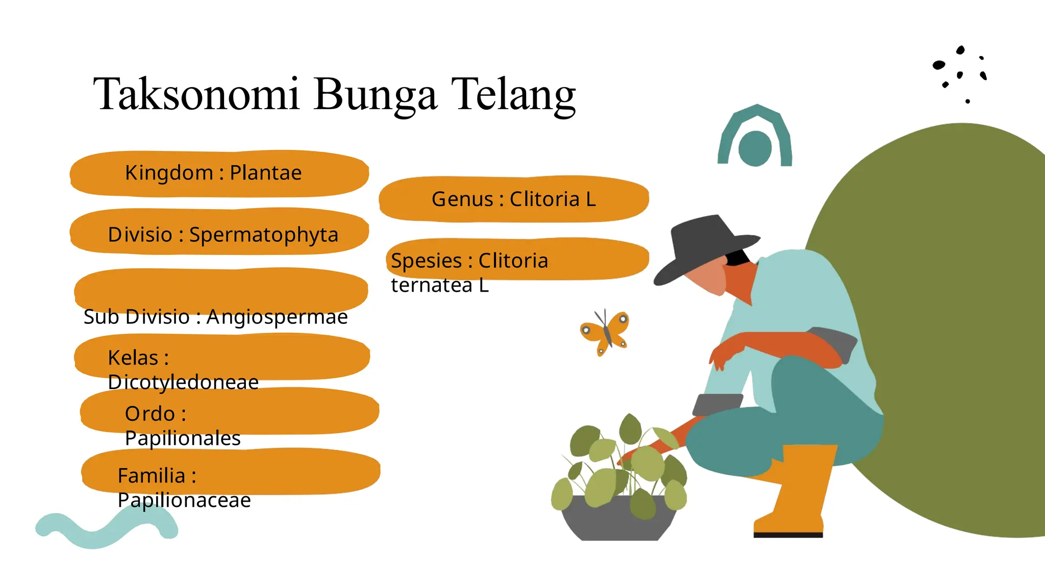 Bunga Telang, tentang pengertian dan klasifikasinya | PPTX