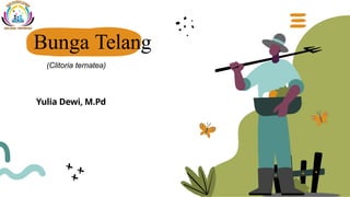 Bunga Telang, tentang pengertian dan klasifikasinya | PPTX