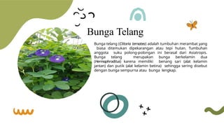 Bunga Telang, tentang pengertian dan klasifikasinya | PPTX