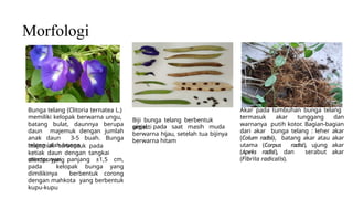 Bunga Telang, tentang pengertian dan klasifikasinya | PPTX