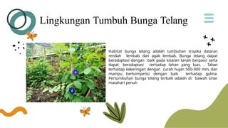Bunga Telang, tentang pengertian dan klasifikasinya | PPTX