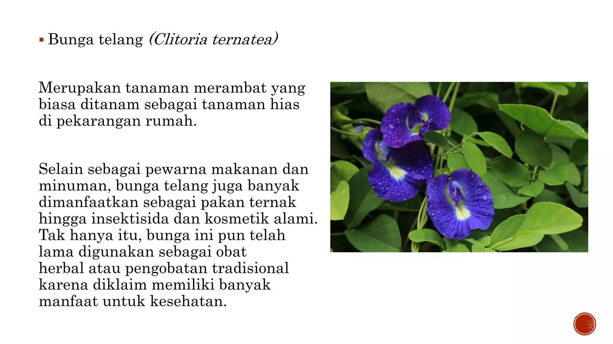 Bunga telang & Bunga Rosella.pptx