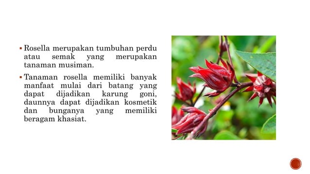 Bunga telang & Bunga Rosella.pptx