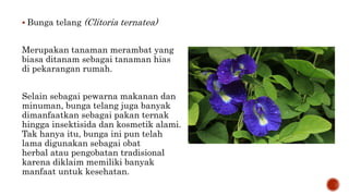 Bunga telang & Bunga Rosella.pptx