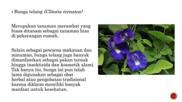 Bunga telang & Bunga Rosella.pptx