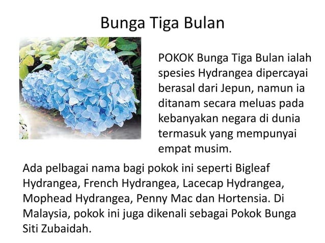 Bunga Tiga Bulan | PPT