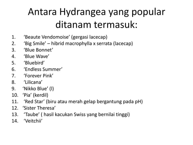 Bunga Tiga Bulan | PPTX