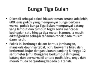 Bunga Tiga Bulan | PPTX