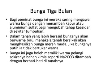 Bunga Tiga Bulan | PPTX