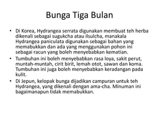 Bunga Tiga Bulan | PPTX