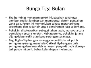 Bunga Tiga Bulan | PPTX
