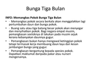 Bunga Tiga Bulan | PPTX