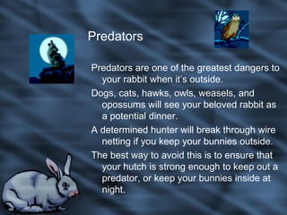 Bunny Slide | PPT