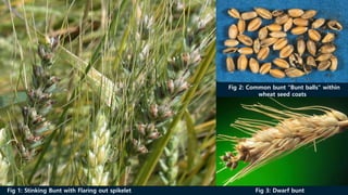 Bunt of wheat | PPTX | Agriculture | Industries