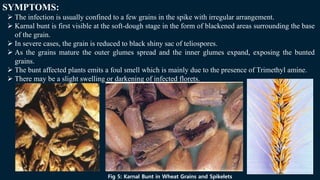 Bunt of wheat | PPTX