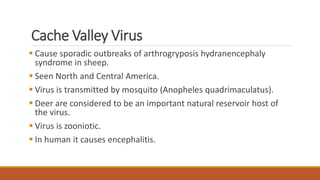Animal diseases caused by Bunyaviridae_Nabaraj | PPT
