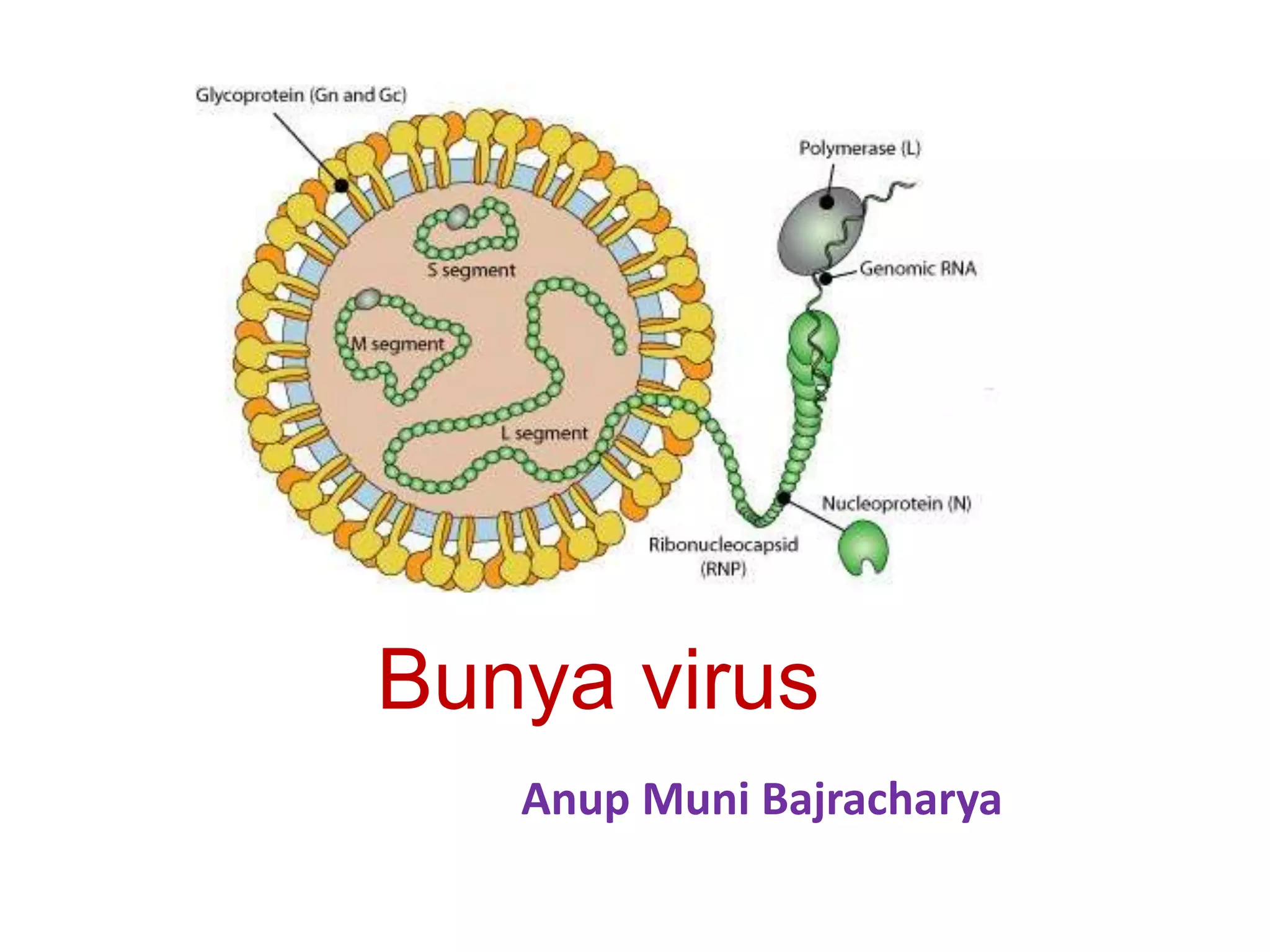 Bunya virus- Bunyaviridae | PPTX