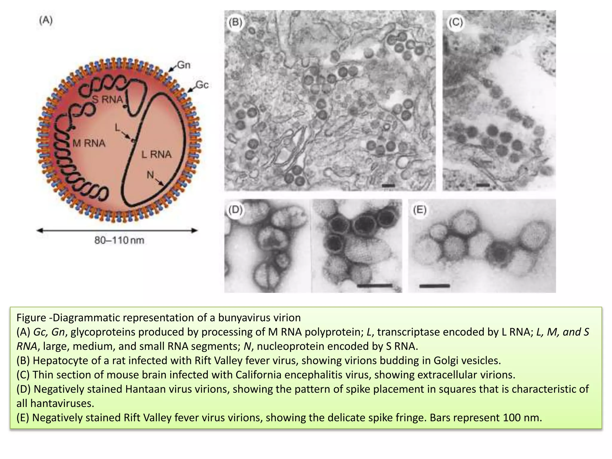 Bunya virus- Bunyaviridae | PPTX