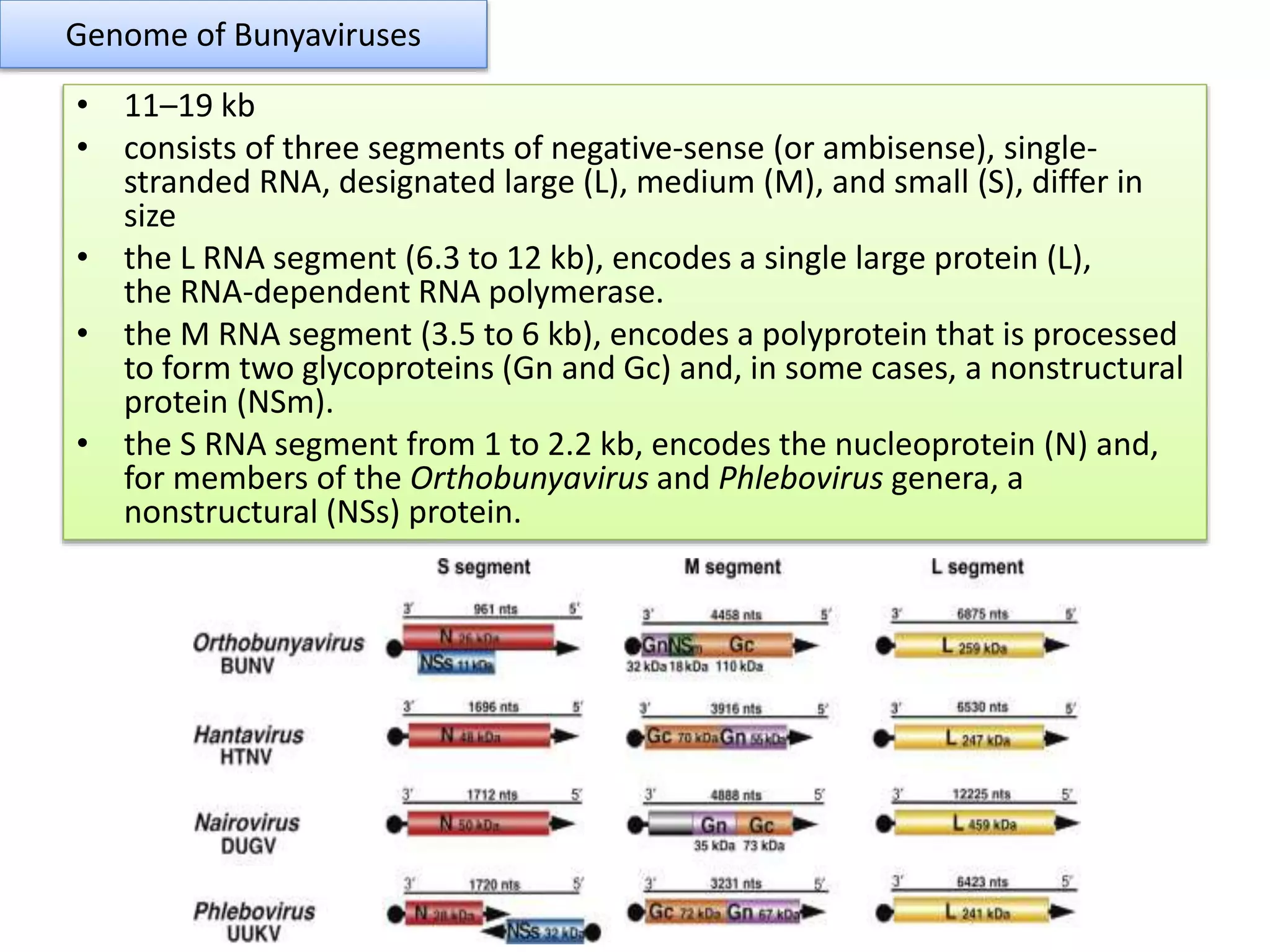 Bunya virus- Bunyaviridae | PPTX