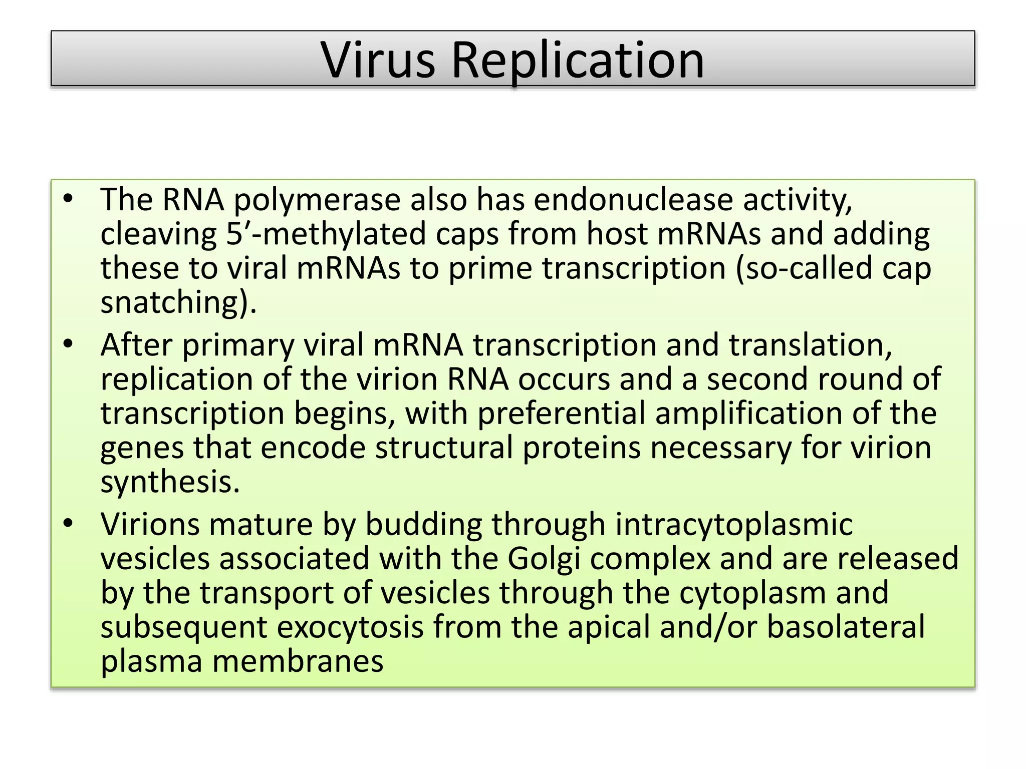 Bunya virus- Bunyaviridae | PPTX