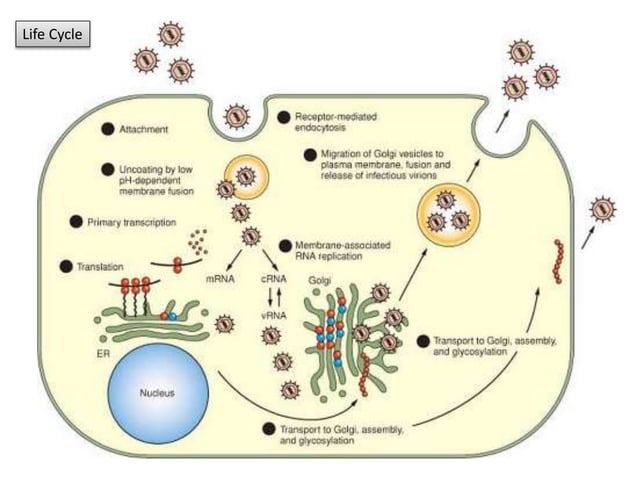 Bunya virus- Bunyaviridae | PPTX | Biological Sciences | Science