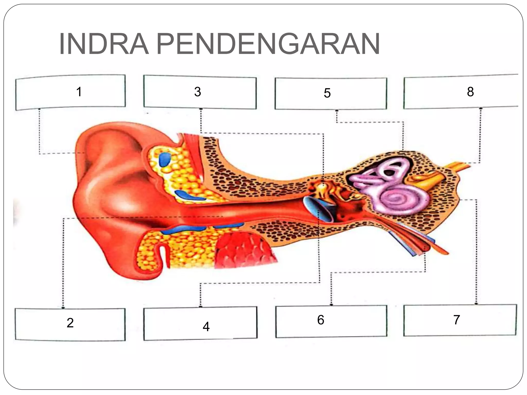 BUNYI DAN PENDENGARAN.pptx