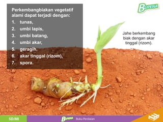 BUPENA 6A TEMA 1 SUBTEMA 1.pptx