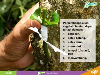 BUPENA 6A TEMA 1 SUBTEMA 1.pptx