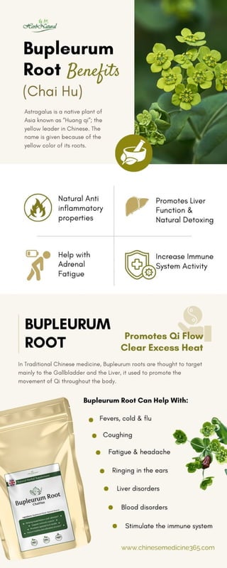 Bupleurum Root Benefits | PDF