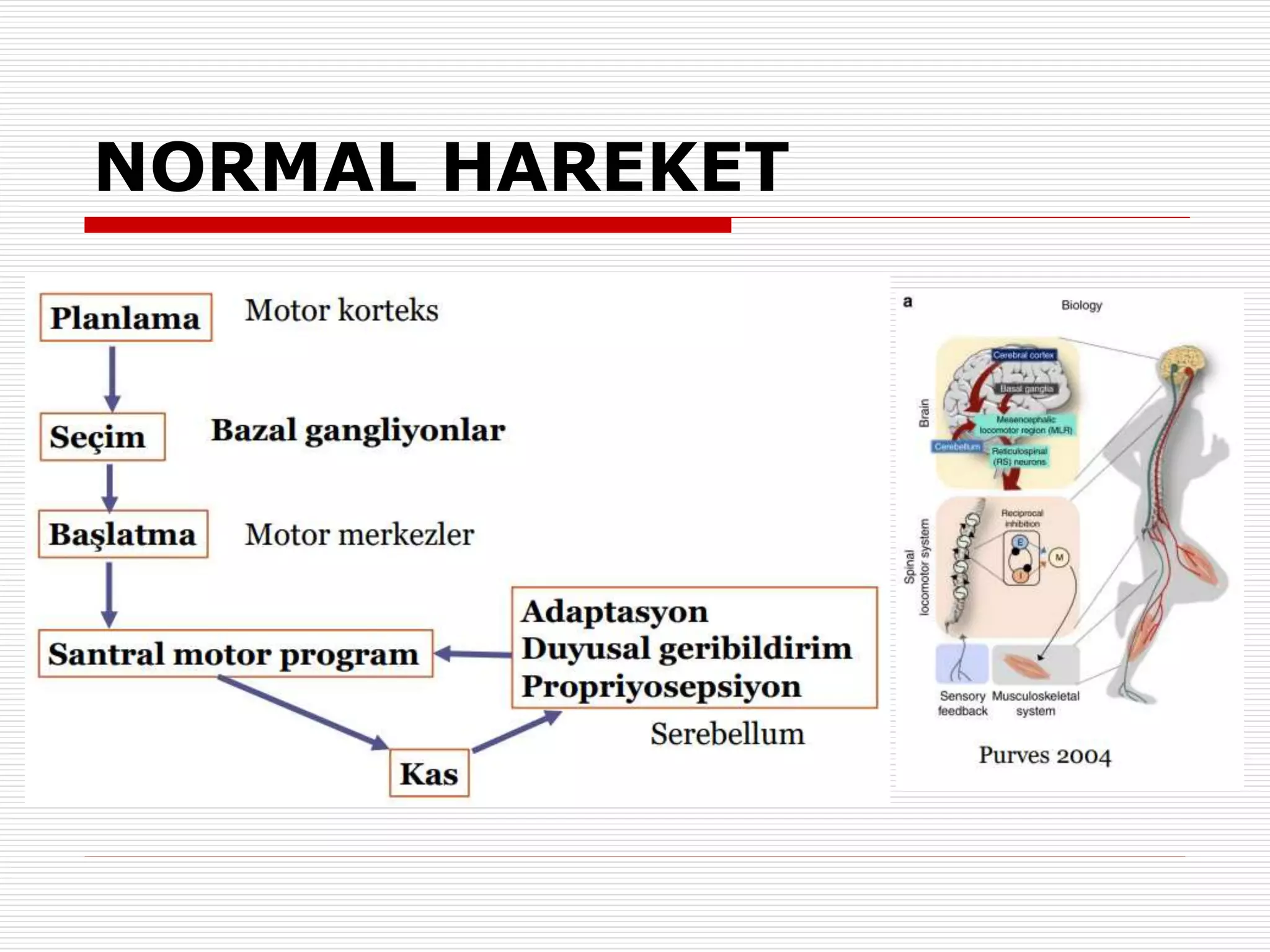 burcu-ormeci-ekstrapiramidal-sistem-ve-bazal-ganglia.ppt
