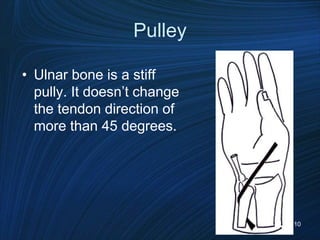 Burkhalter's Procedure | PDF