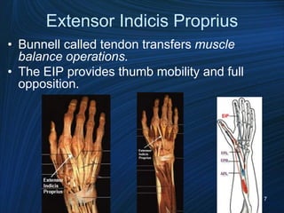 Burkhalter's Procedure | PDF